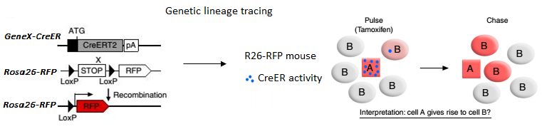 Genetic lineage tracing | Genetic Fate Mapping | Shanghai Model Organism
